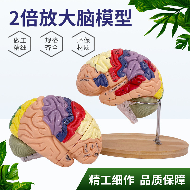 2Magnification4Part Brain with Cerebral Artery Model Cerebral Vascular ...