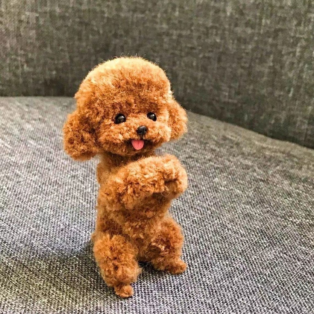 Teddy Puppy Cute Dog Teddy Poodle Pet Dog Miniature Puppy Puppy Real ...