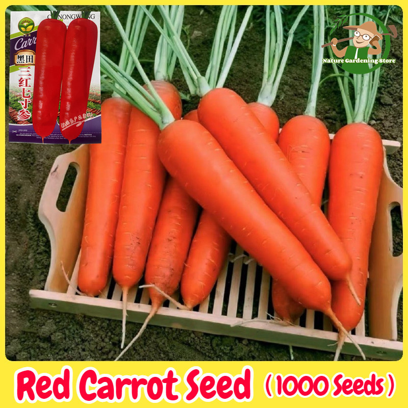 Organic Red Carrot Seeds for Planting 1000pcs F1 Hybrid Carrot Seed ...