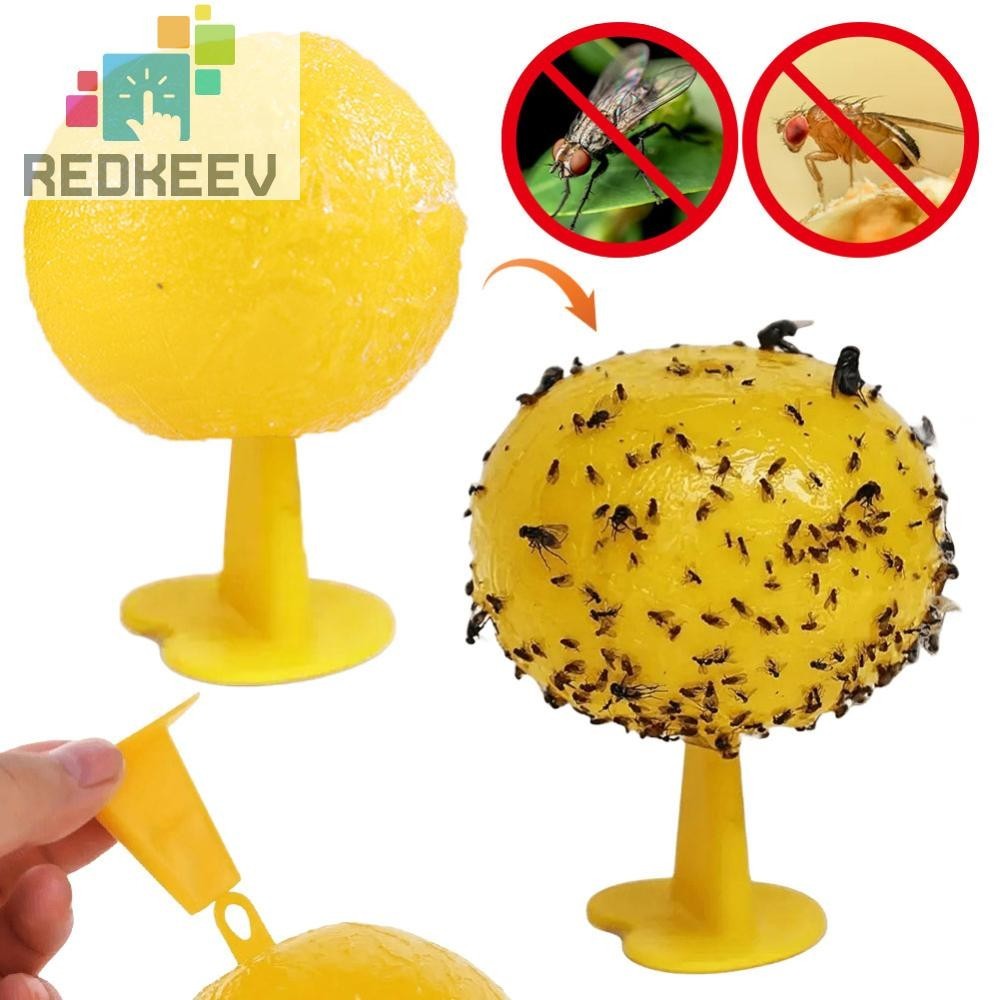 Fruit Fly Trap Killer Fruit Fly Catcher Drosophila Trap for Outdoor ...