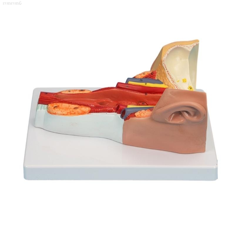 RUNUN Pharyngeal Wall Muscle Model Model Human Organ Anatomy Models ...