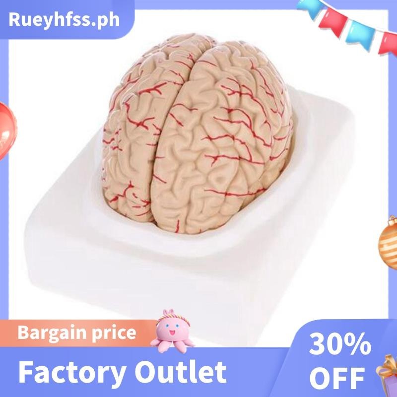 Excellent the Human Body Brain Model Disassembled Anatomical Human ...