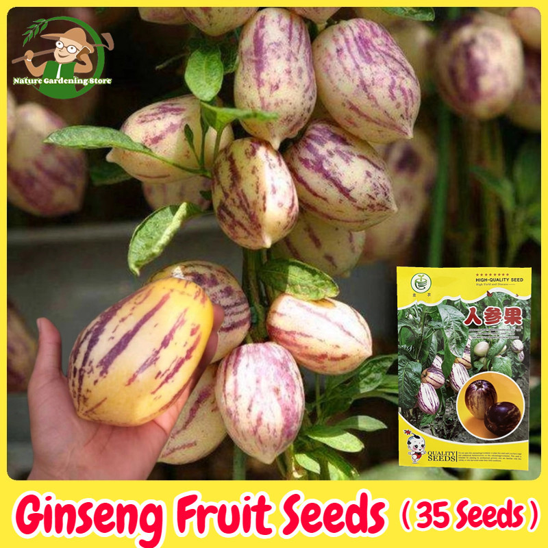 Fresh Ginseng Fruit Seeds for Planting 35pcs High Yield Sweet Pepino ...