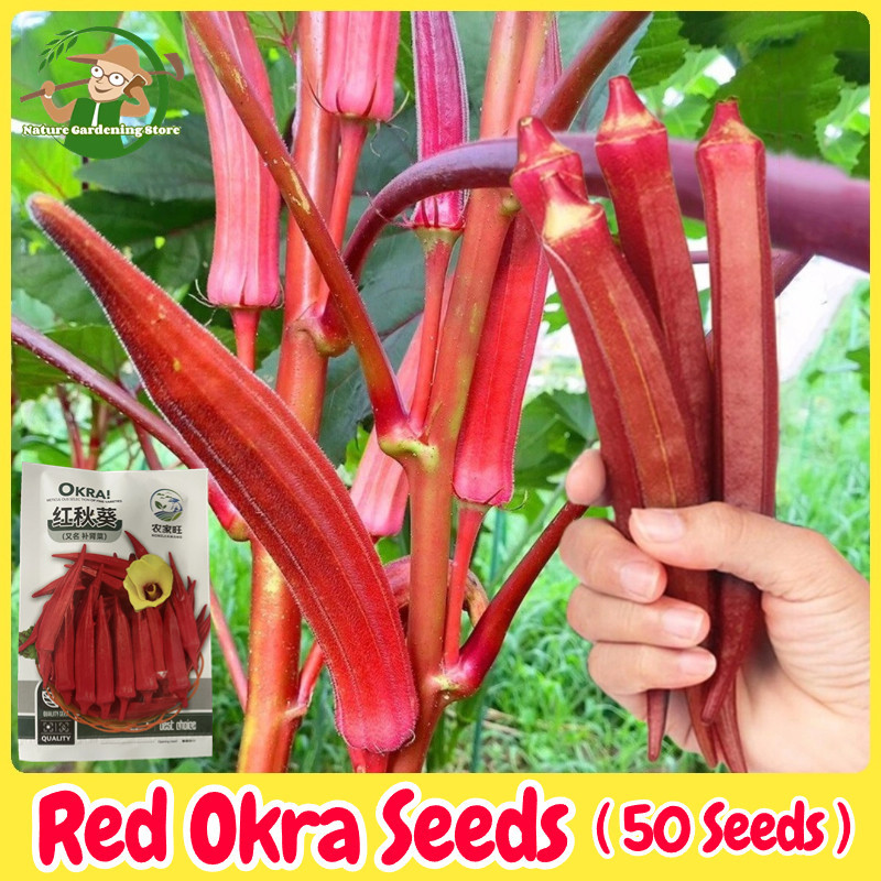 Fresh Organic Red Okra Seeds for Planting 50pcs High Yield Legit Lady ...
