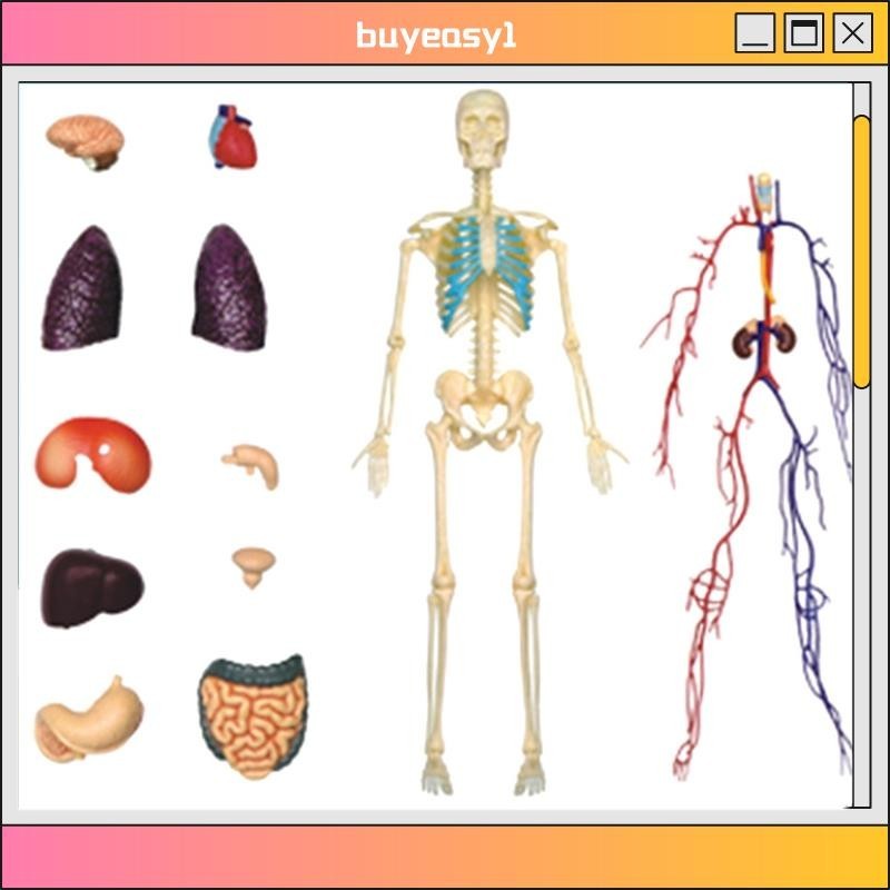 Medical-Torso Human Body Model Education Internal Organs Model for ...