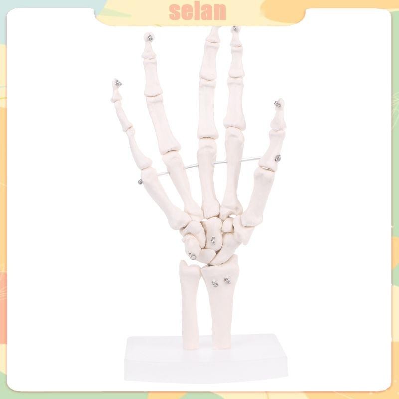 SELAN Hand Joint Anatomical Skeleton Model Human Medical Anatomy Study ...