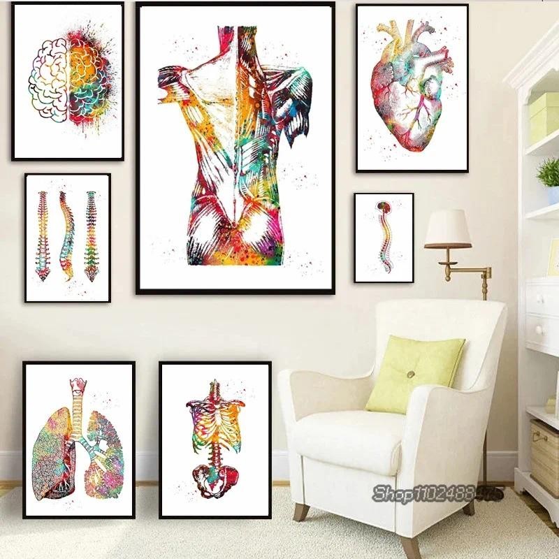 Anatomical Muscle System Wall Art Canvas Medical Education Posters ...