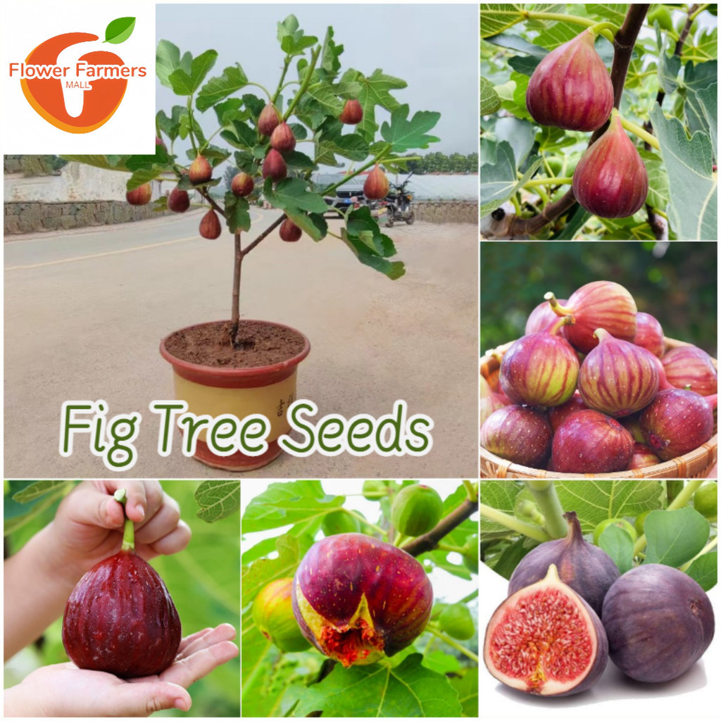 600 Seeds/Pack Rare Fig Tree Seeds, Tropical Fig Seeds Balcony Potted ...