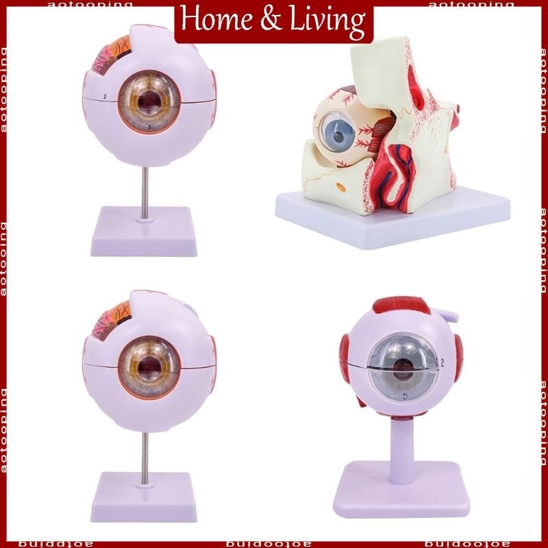 AOTO Human Eye Anatomy Teaching Tool Human Organs Model Eyeball Anatomy ...