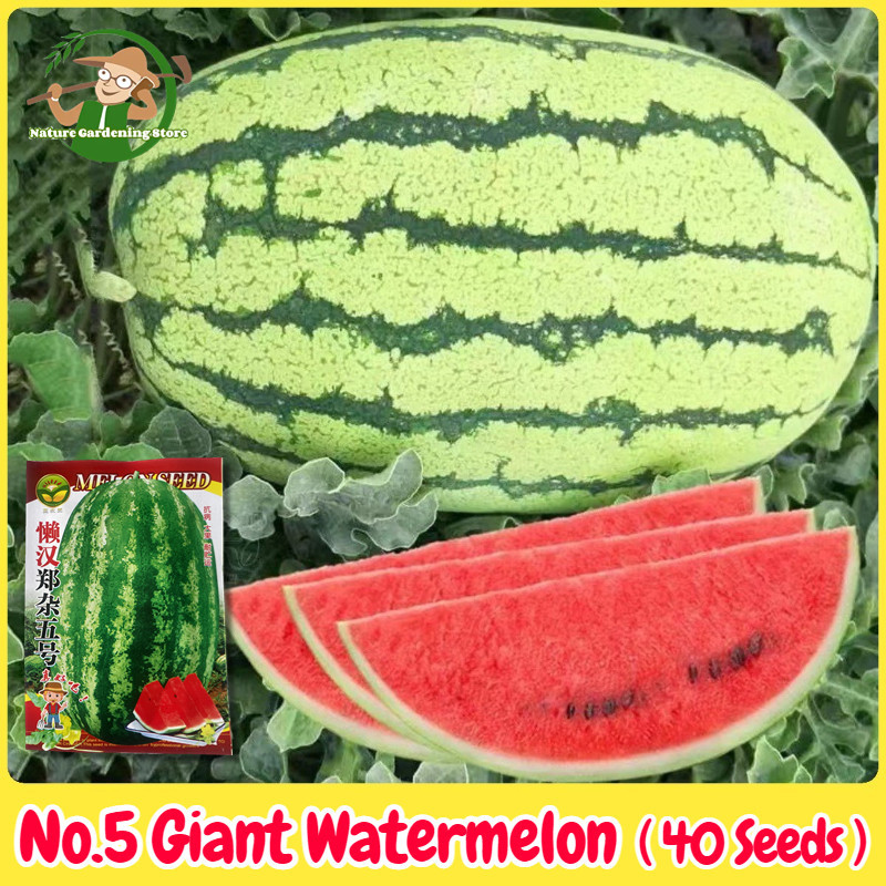 No.5 Giant Watermelon Seeds for Planting 40pcs Super Sweet Juicy Pakwan ...