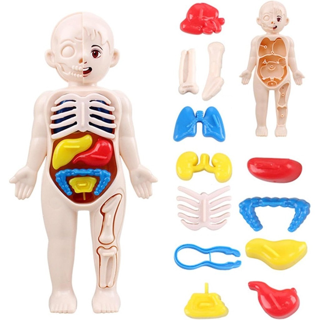 DIY Assemble Human Skeleton Model for Anatomy,Mini Human Body Science ...