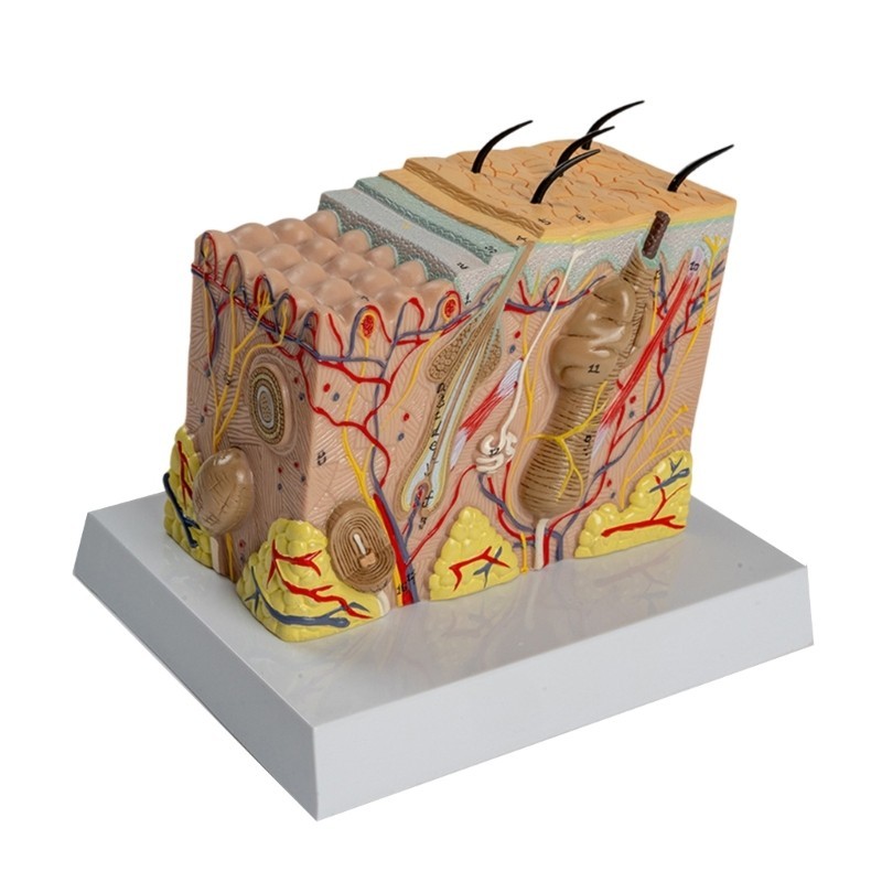love* Anatomical Human Skin Model Human Skin Structure Anatomical Model ...
