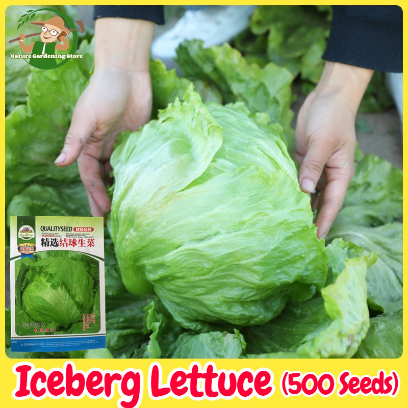 Organic Iceberg Lettuce Seeds for Planting 500 Seeds High Yield Super ...