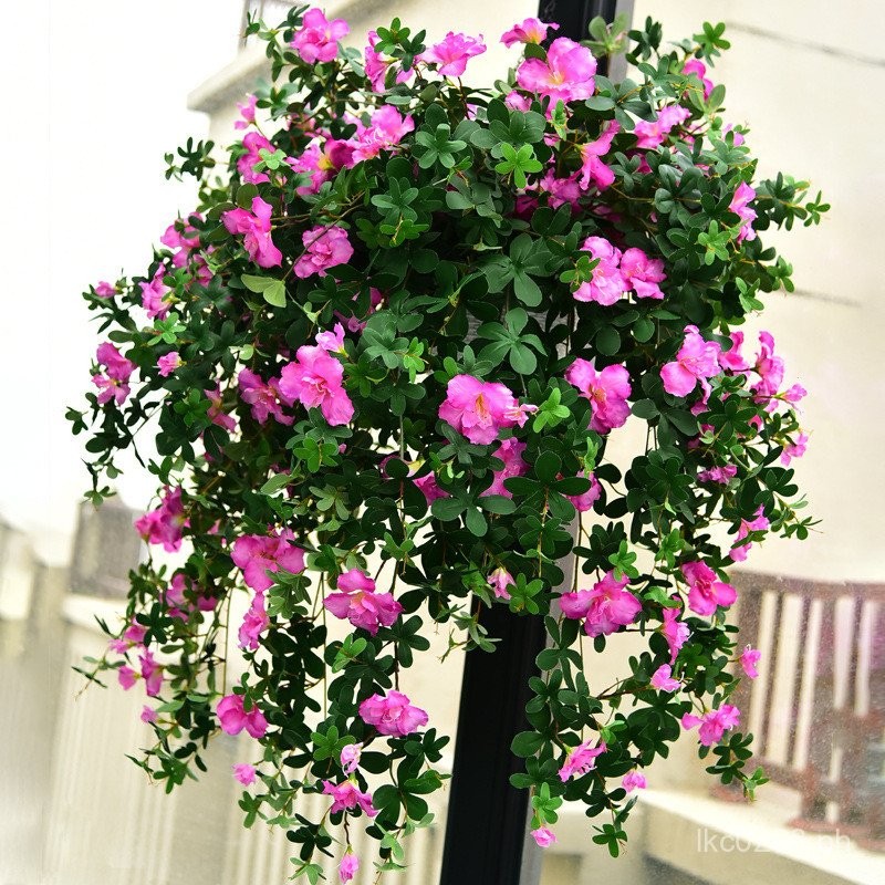 Plant Plastic Flower Yingshan Red Wall Hanging Hanging Flower Green ...