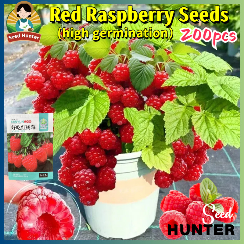 Red Raspberry Fruit Seeds (200 Seed) Potted Raspberry Live Plant Bonsai ...