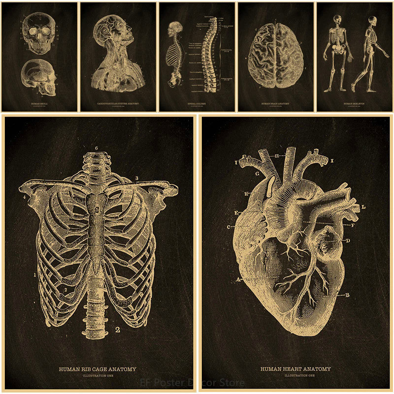 Medical Poster Vintage Anatomy Illustration Posters Prints Rib Cage ...
