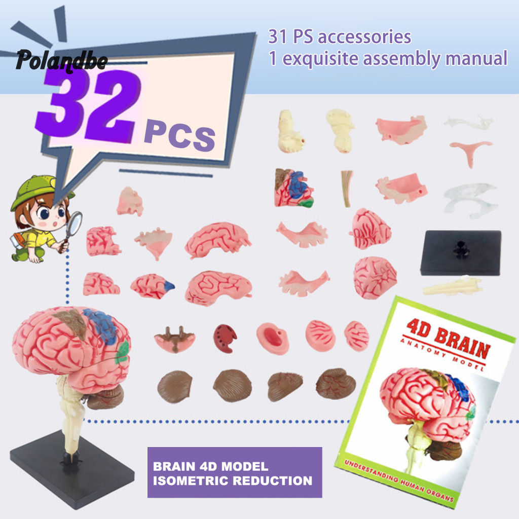 pe 4d Brain Model Brain Learning Tool Highly Detailed 4d Brain ...
