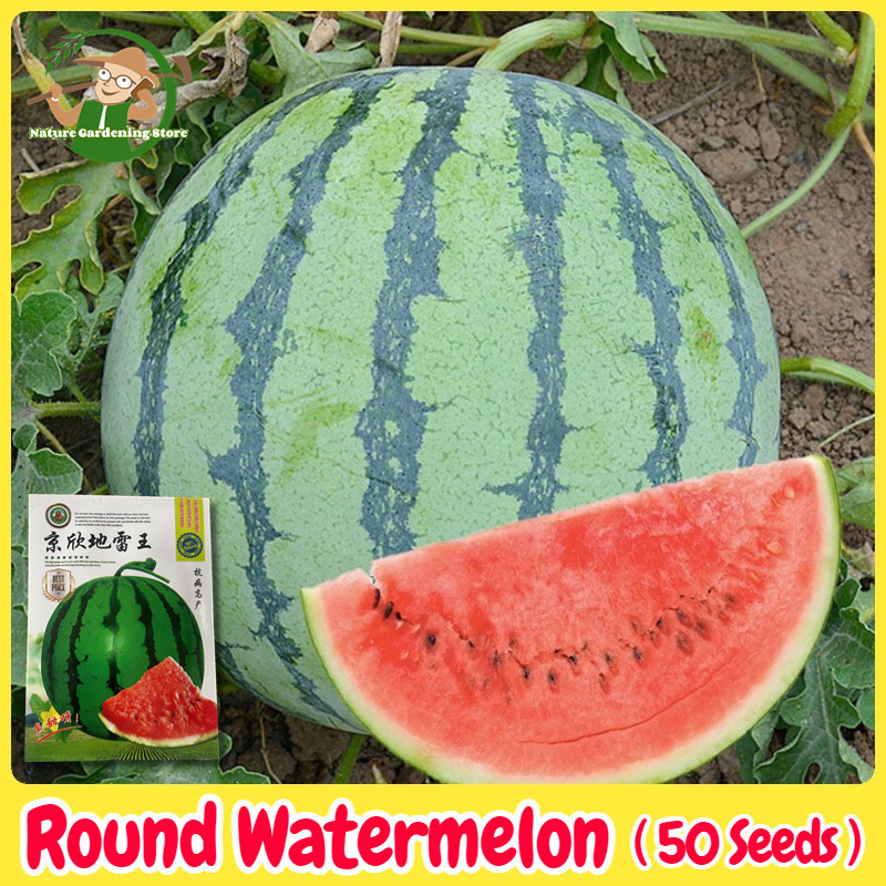 Round Sweet Watermelon Seeds for Planting 50pcs F1 Hybrid Sugar Baby ...