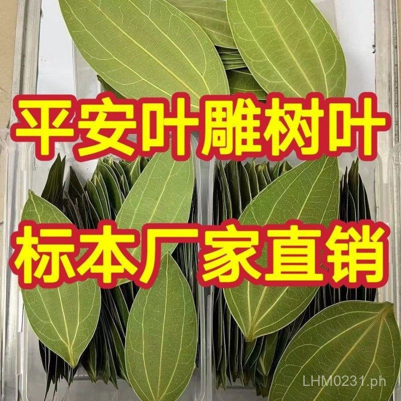 Engraved Leaf Specimen Leaf Carving Laser Machine Drying Wholesale ...