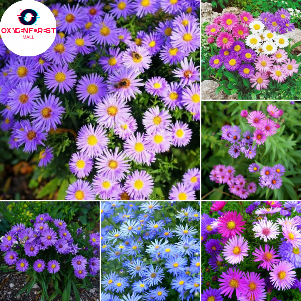 100seeds/pack Aster flower seeds for Planting Aster Paeony flower seeds ...