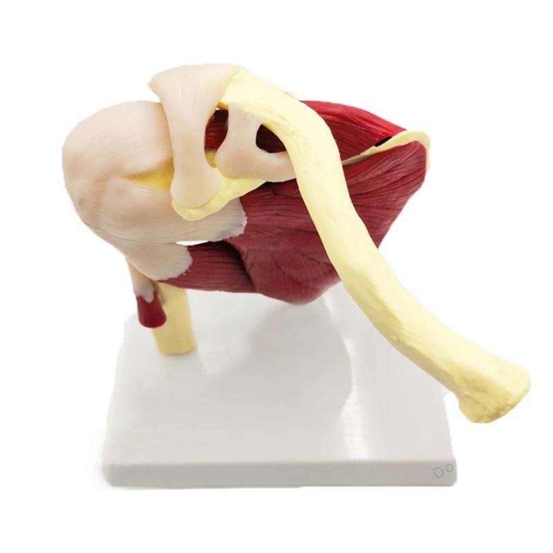 Life Size Human Shoulder Joint Ligament Model Anatomical Skeleton with ...