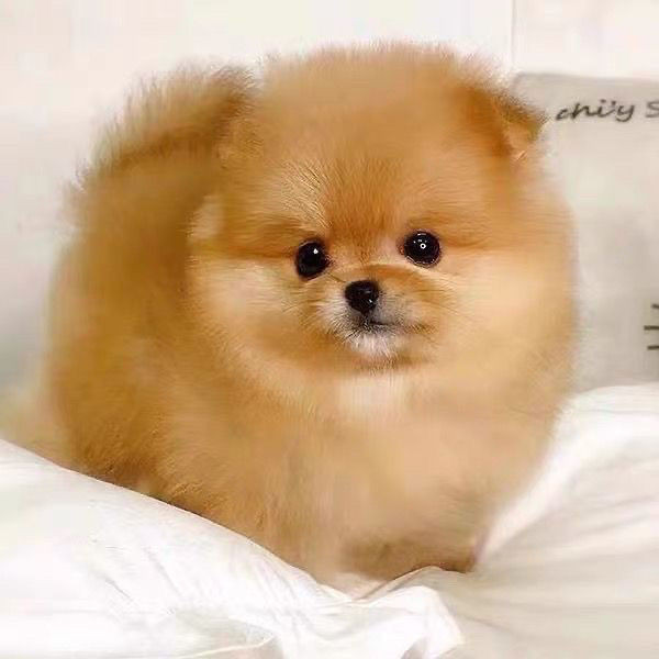 Purebred Pomeranian Puppy Live Toy Pomeranian Shunsuke Small Pocket Dog ...