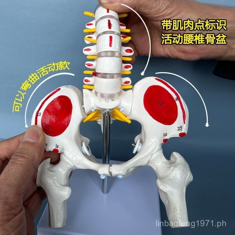 Medical Human Lumbar Spine Flexible Movable Pelvis Model Female ...