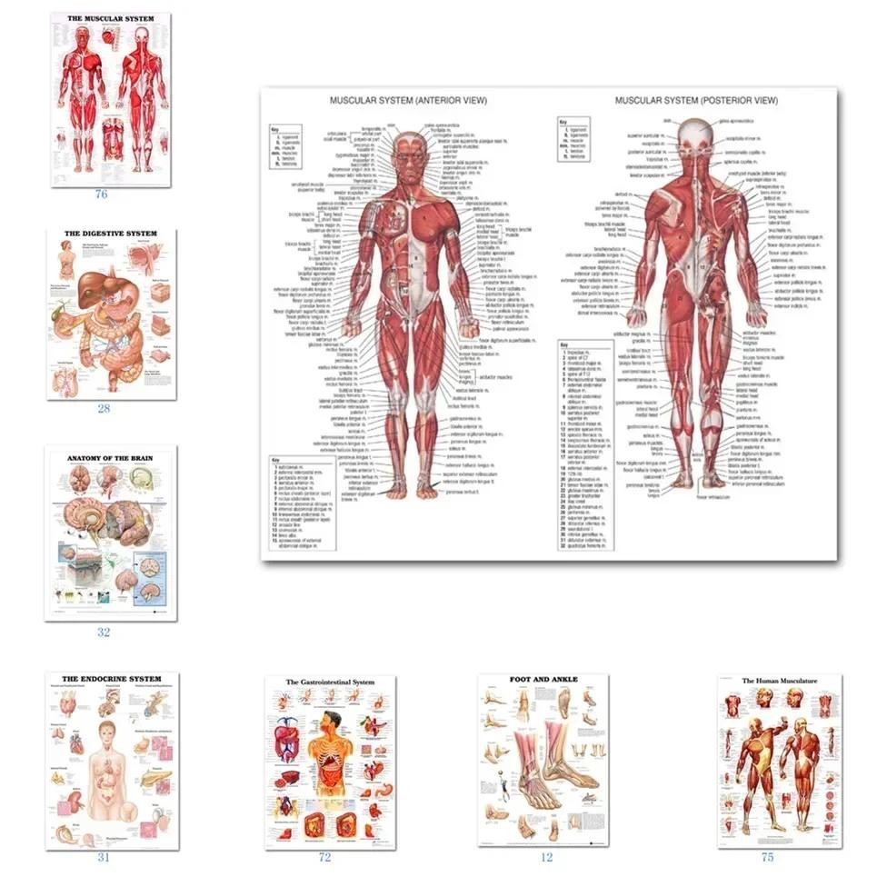 Muscular System Posters Silk Cloth Anatomy Chart Human Body School ...