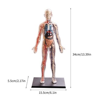Stat Realistic Human Organs Model Student Medical Teaching Toy 1 6 ...