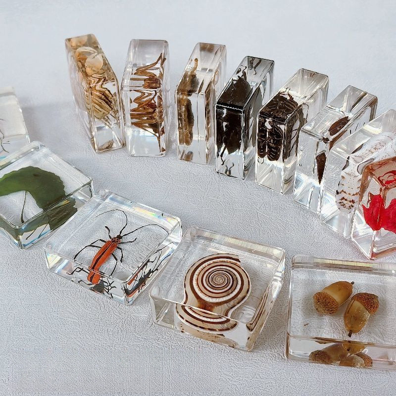 Real Insect Specimens in Resin Amber DIY Decor for Kids and ...