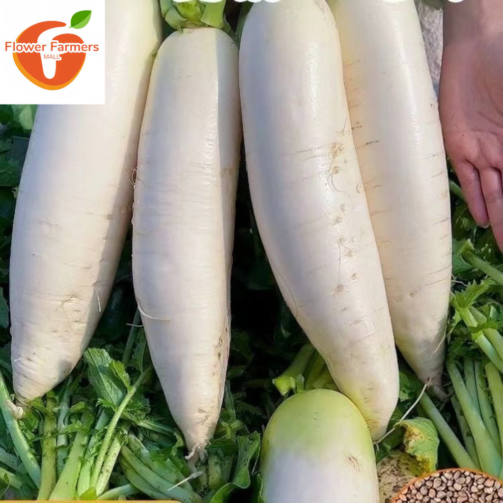 SNOW WHITE RADISH VEGETABLE SEEDS (200 seeds) | Shopee Philippines