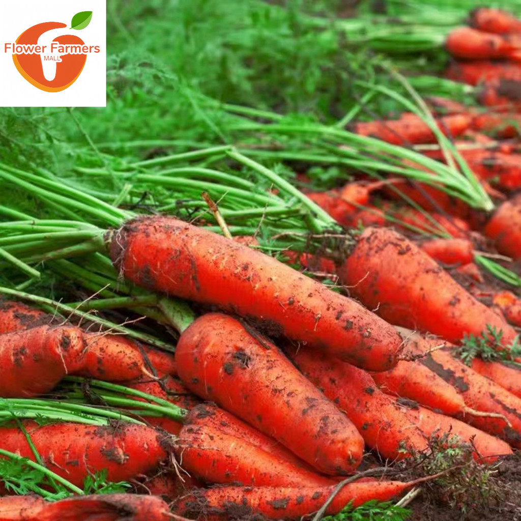 1000seeds/pack KURODA CARROT SEEDS - Carrots Seeds (High Germination ...