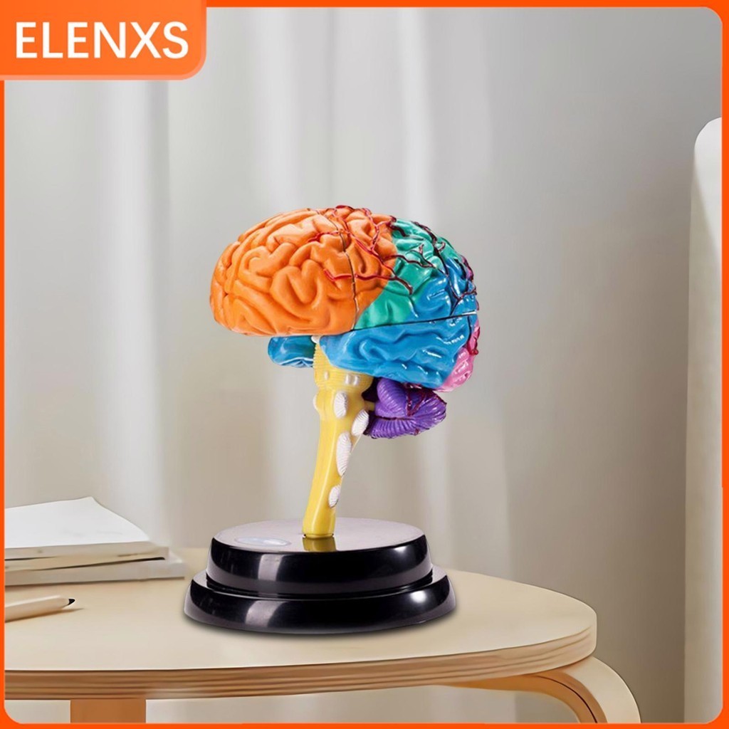 1/2/3 Practical Brain Anatomy Model Premium PVC Not Easy To Fade Finely ...