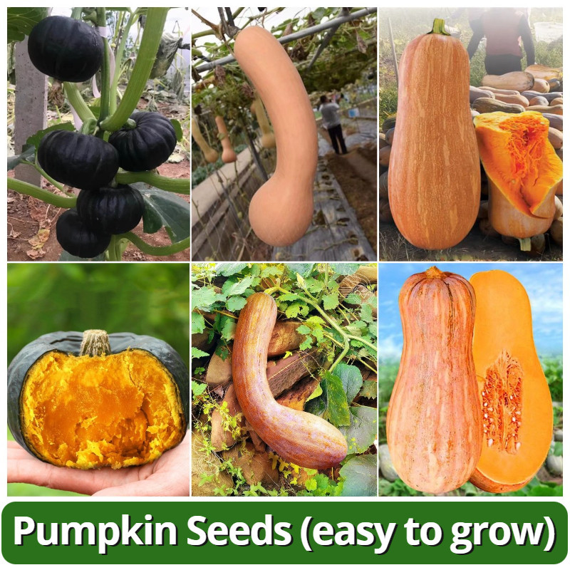 [100% Original Seed] Organic Pumpkin Seeds for Planting Vegetable ...