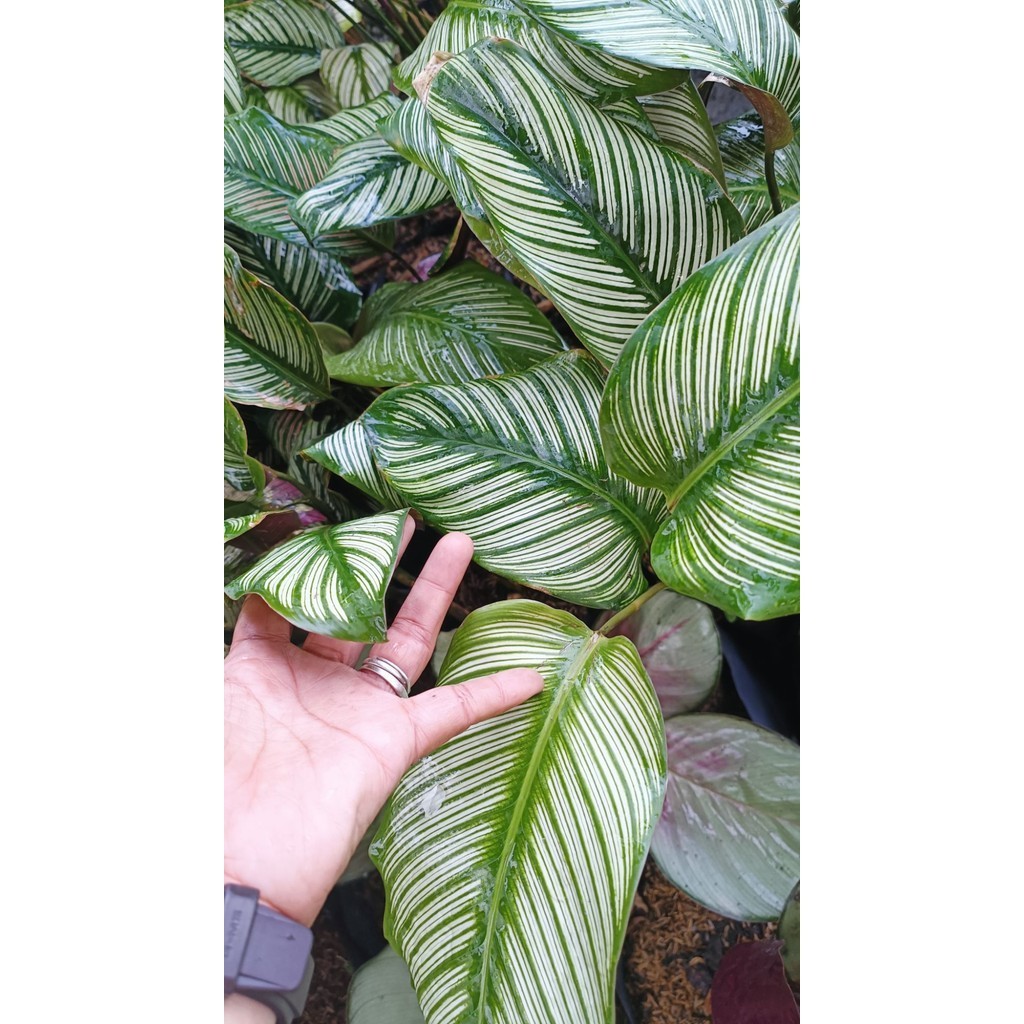 Calathea alba x linata hybrid variety seedlings | Shopee Philippines