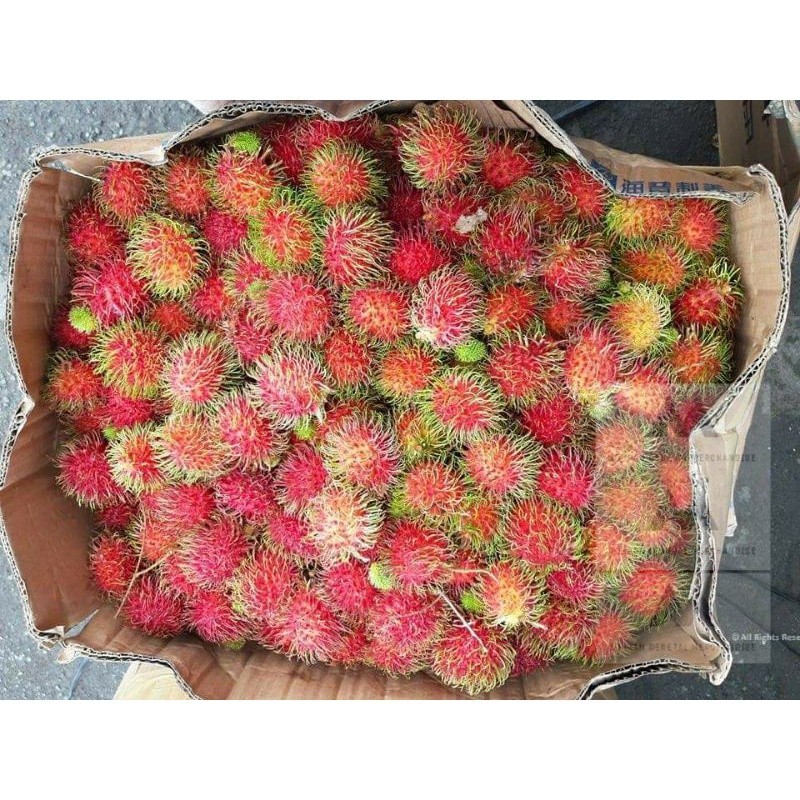 Rambutan Grafted Dwarf seedlings RR variety | Shopee Philippines
