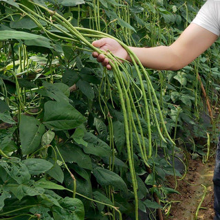 Green Long Beans Seeds 30pcs F1 Hybrid Beans Seeds for Planting ...