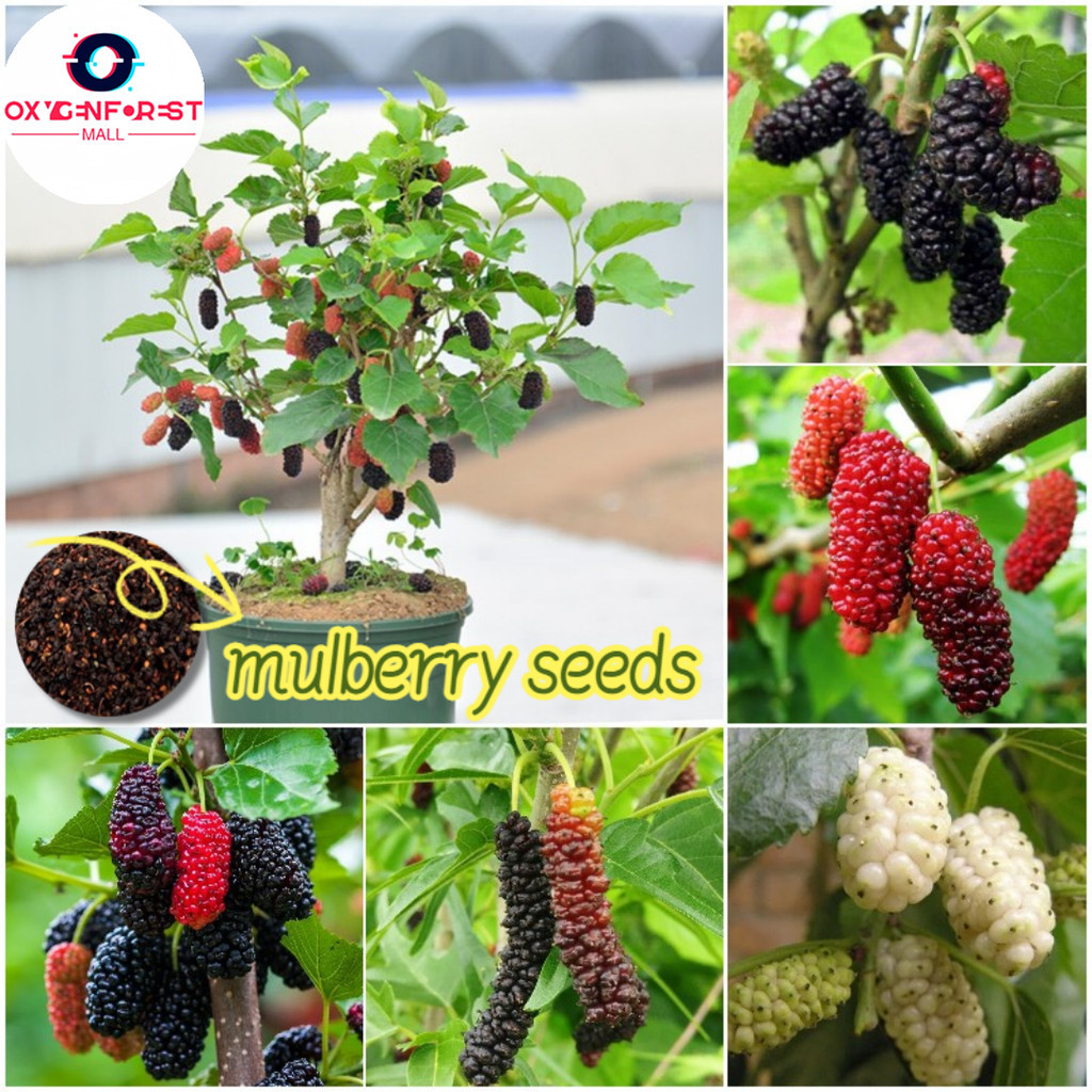 Fresh Mulberry Seeds for Planting (100 Seeds/pack) Rare Mulberry Bonsai ...