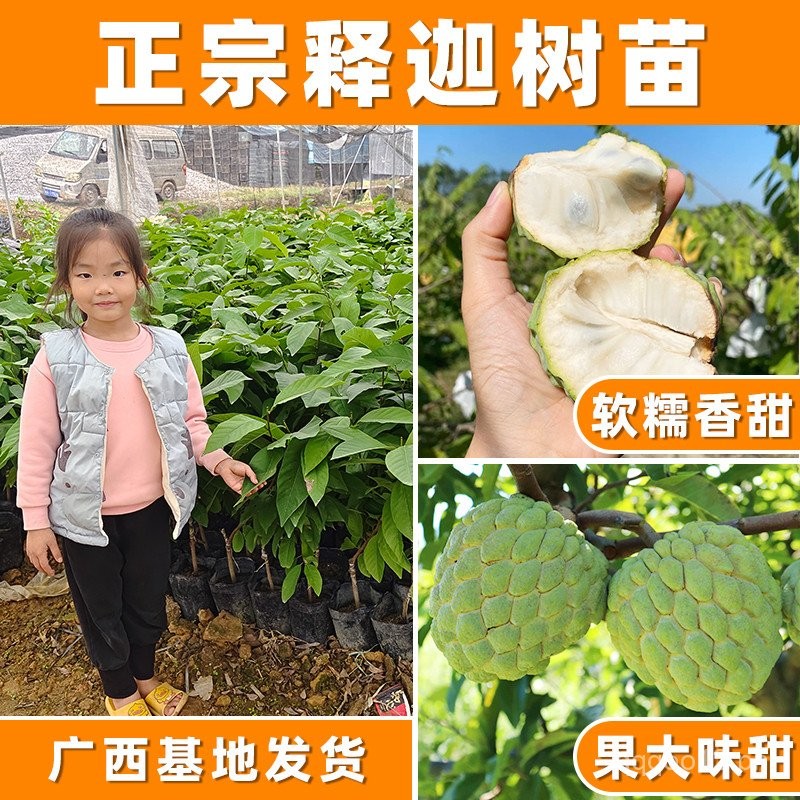 Pineapple Sugar Apple Grafted Seedlings Annona Honey Buddha Head Fruit ...