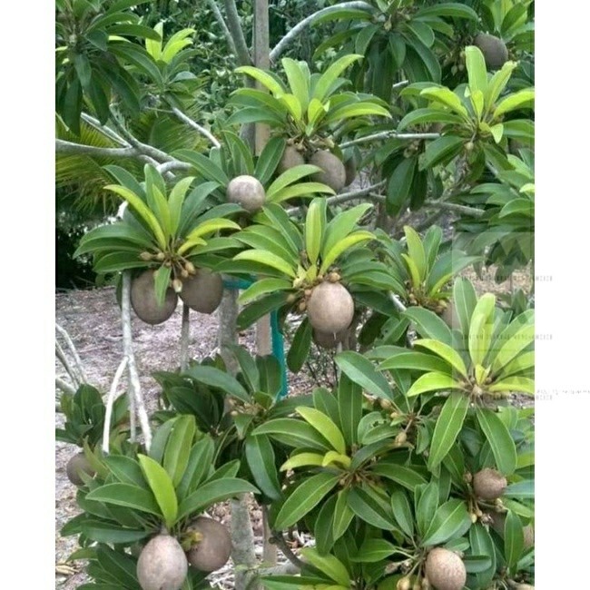 Grafted Chico Pineras Hybrid Fruit seedlings | Shopee Philippines