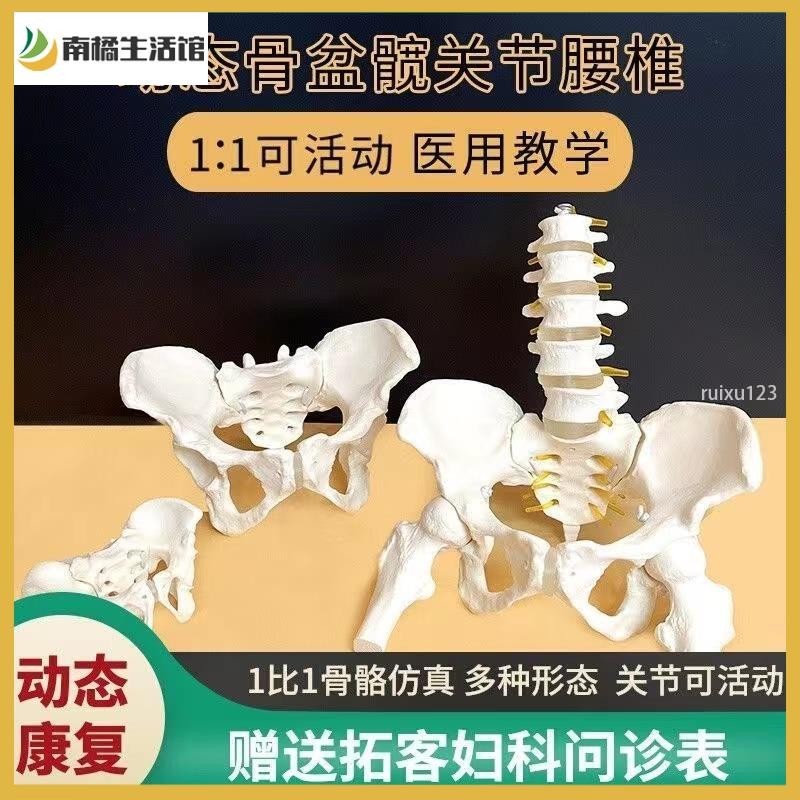 Female Pelvic Model Joint Dynamic Pelvic Hip Lumbar Spine Human Body ...