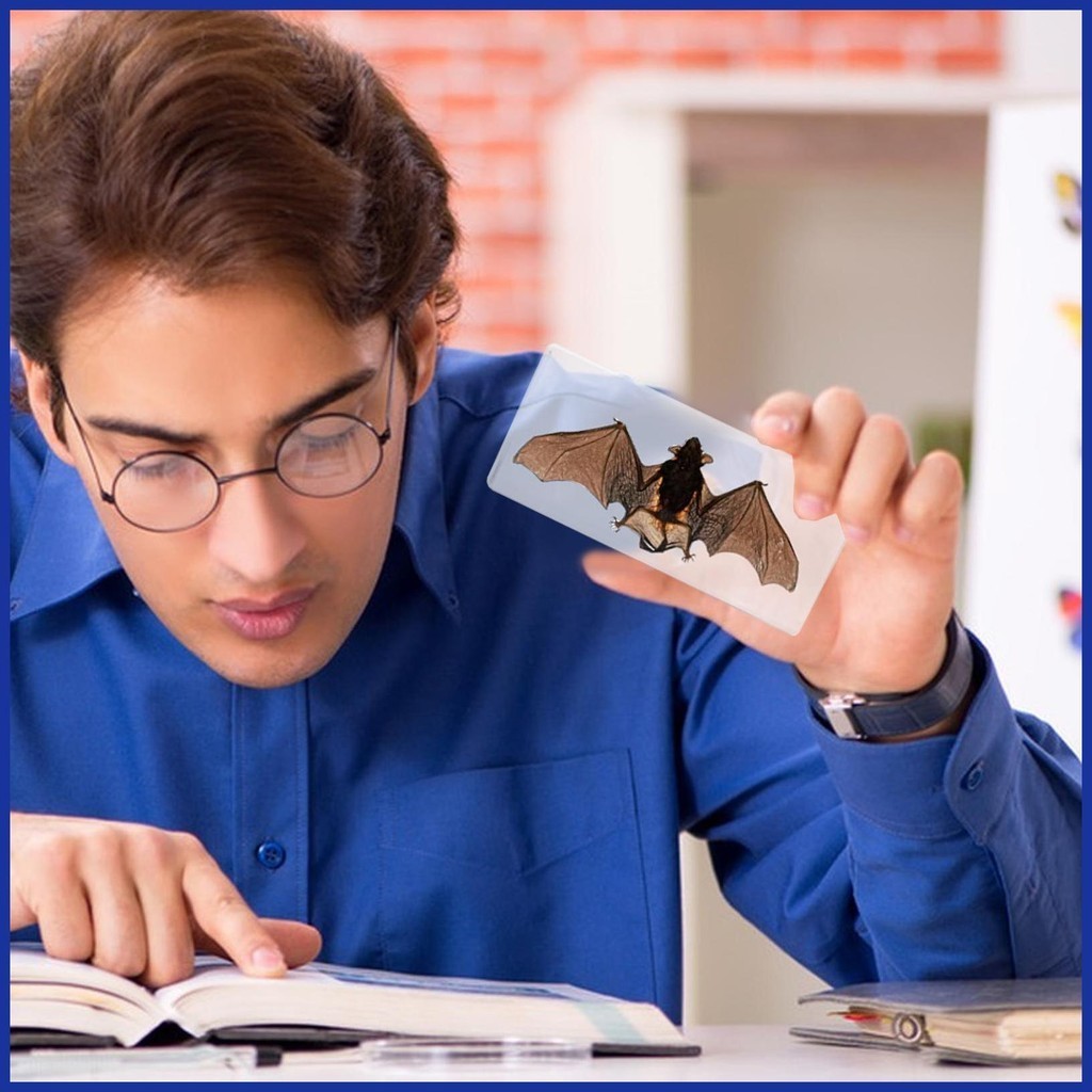 Bat Taxidermy Realistic Resin Bat Crafts Collection Educational ...