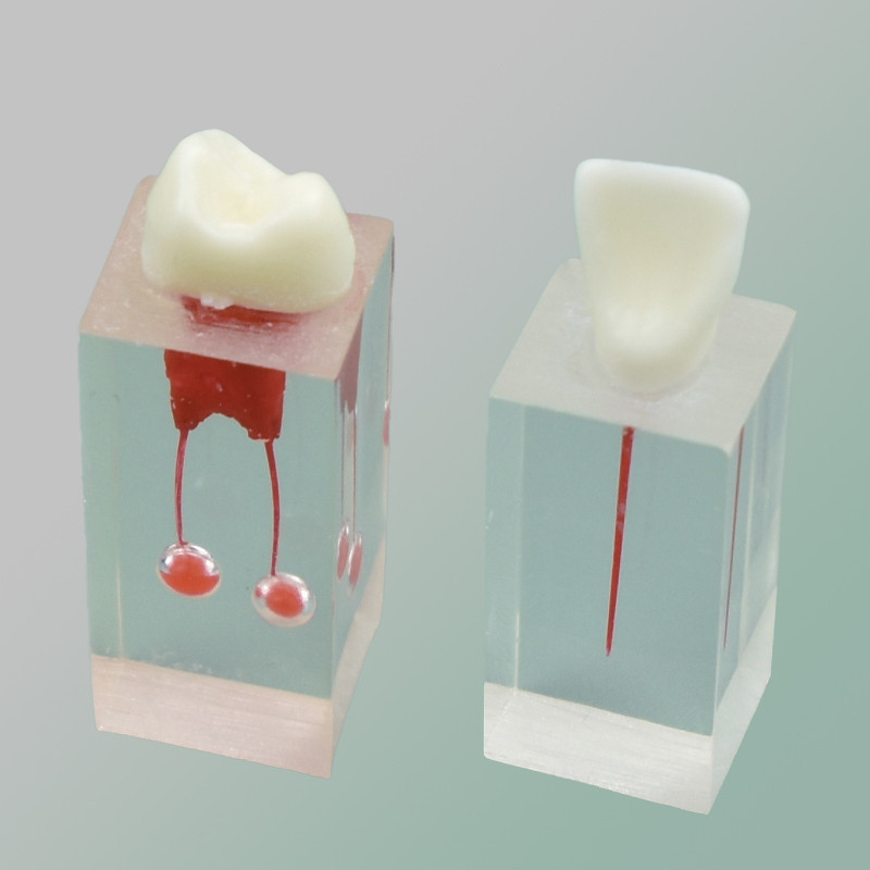 Dental Education Teaching Tooth Model Root Canal Blocks Resin RCT ...