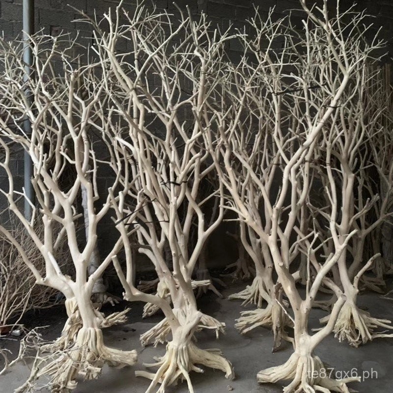 Natural Dead Tree Trunk White Branch Shape Tree Indoor Hanging Light ...