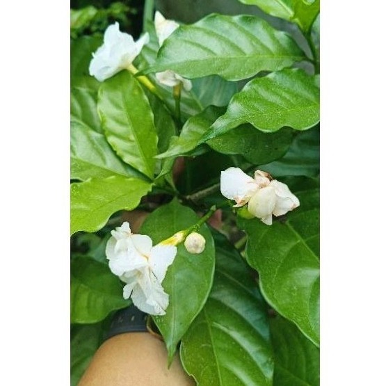 Rosal Gardenia x Jasminoides marcotted dwarf flower seedlings | Shopee ...