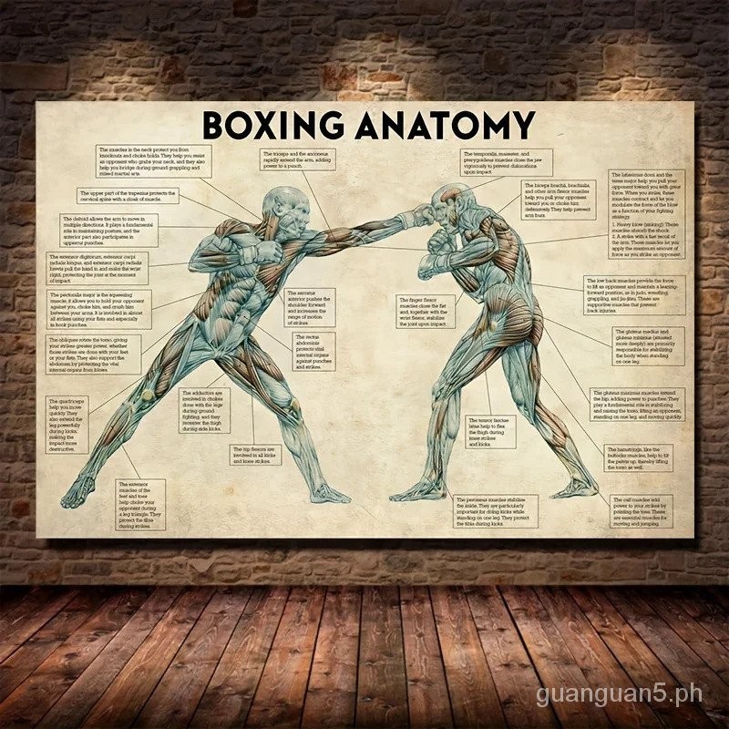Vintage Boxing Body Anatomy Posters and Prints Wall Art Canvas Painting ...