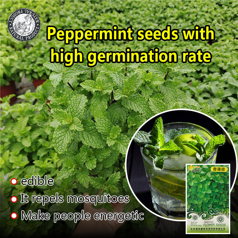 High Quality Peppermint Seeds 20pcs Fresh Mint Peppermint Herbs Seeds ...