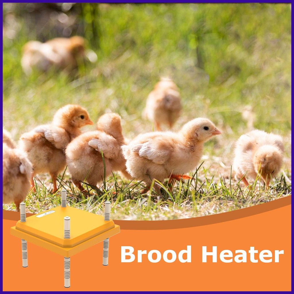 Chick Warmer Heating Lamp Farming Poultry Habitat Supplies Multi ...