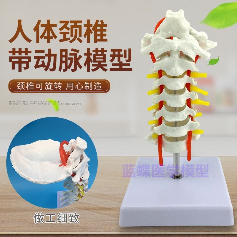 Good Quality Human Spine Model Adult 1: 1 Scale Natural Large Spine ...