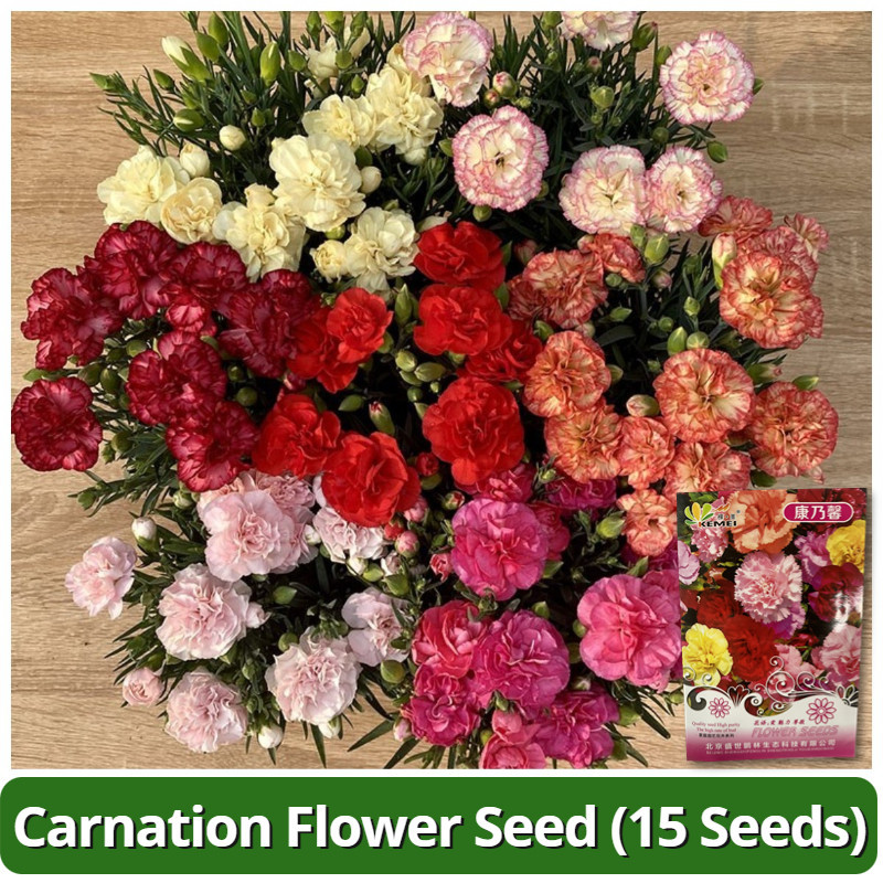 Carnation Flower Seed 15pcs Potted Carnation Live Plant Seeds for ...